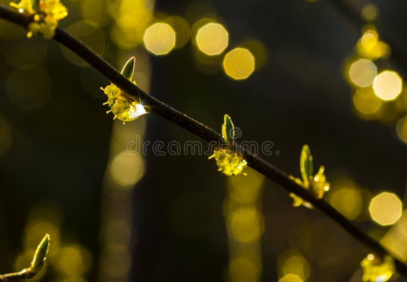 Budding tree in spring stock photo. Image of rebirth - 38358482