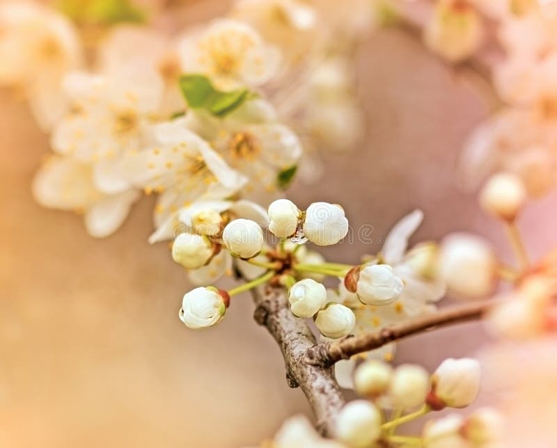 Buds after rain stock photo. Image of burgeon, idyllic - 36990476
