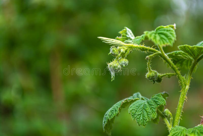 Buds of raspberry flowers stock photo. Image of bush - 213454998