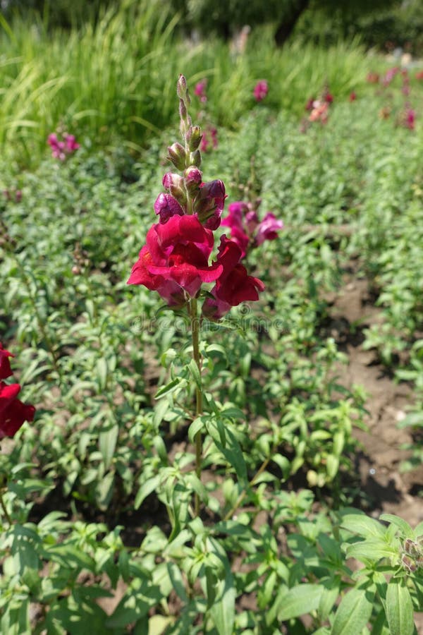 Buds and Red Flowers of Common Snapdragon Stock Photo - Image of life ...