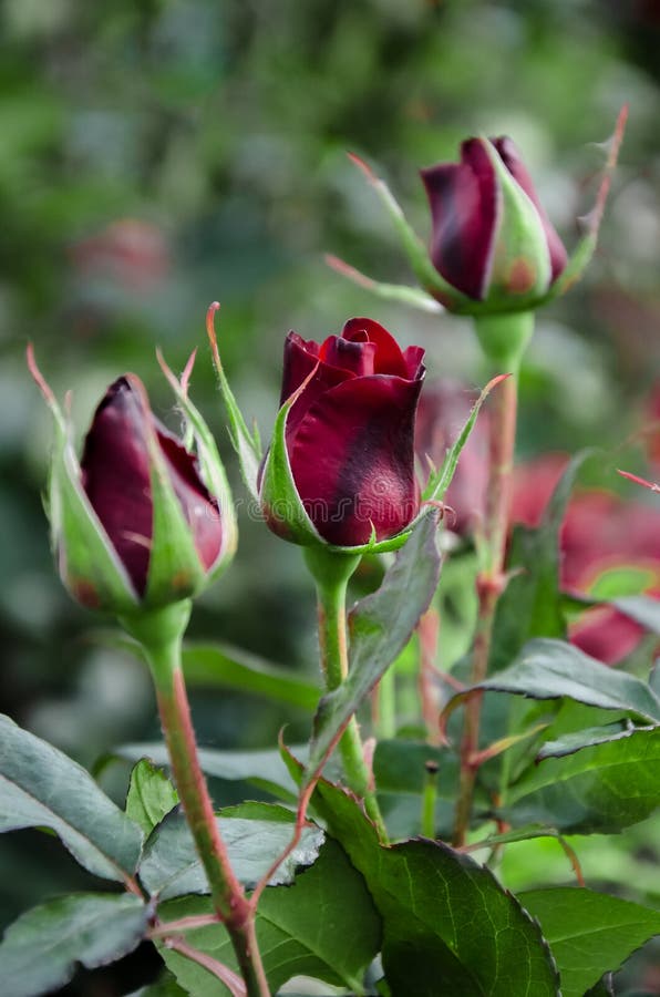 Buds of red roses stock photo. Image of flora, powdery - 101294402
