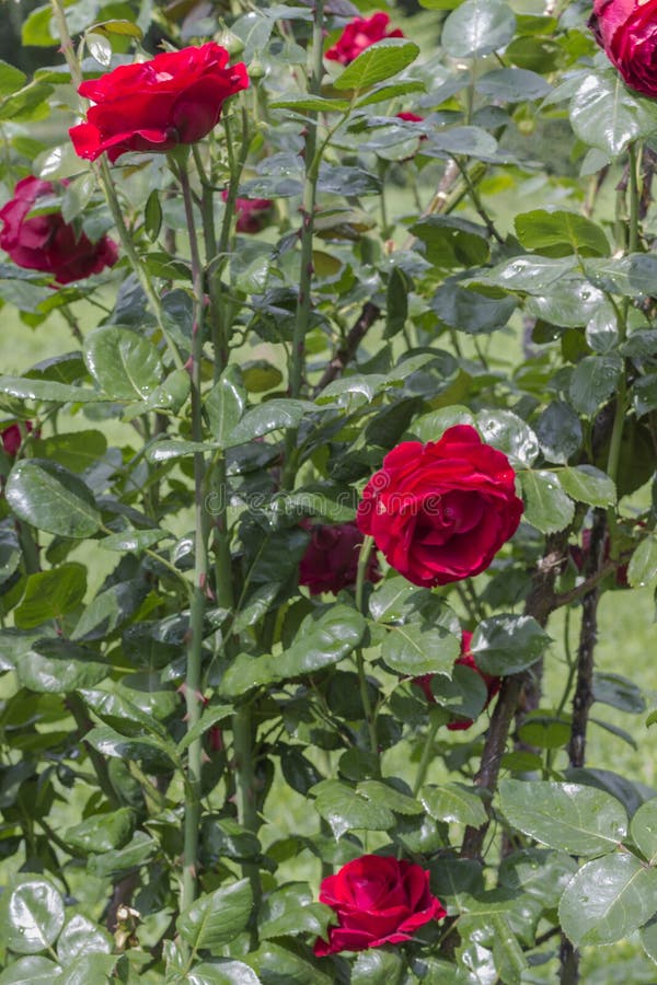 Buds of Red Roses on Long Stems Stock Image - Image of floral, buds ...