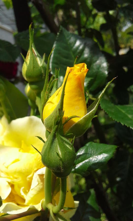 Buds of roses stock photo. Image of yellow, aroma, buds - 76652668