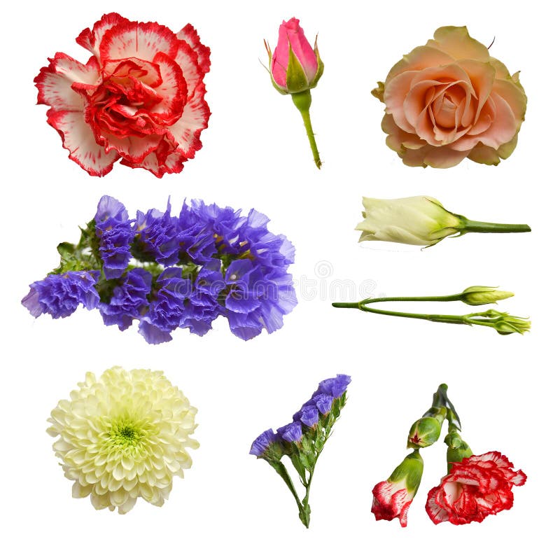 The Buds Set. Carnation, Eustoma, Rose, Chrysanthemum Stock Photo ...