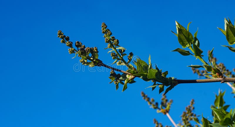 Buds of the siren tree stock photo. Image of lilac, gardening - 274550674