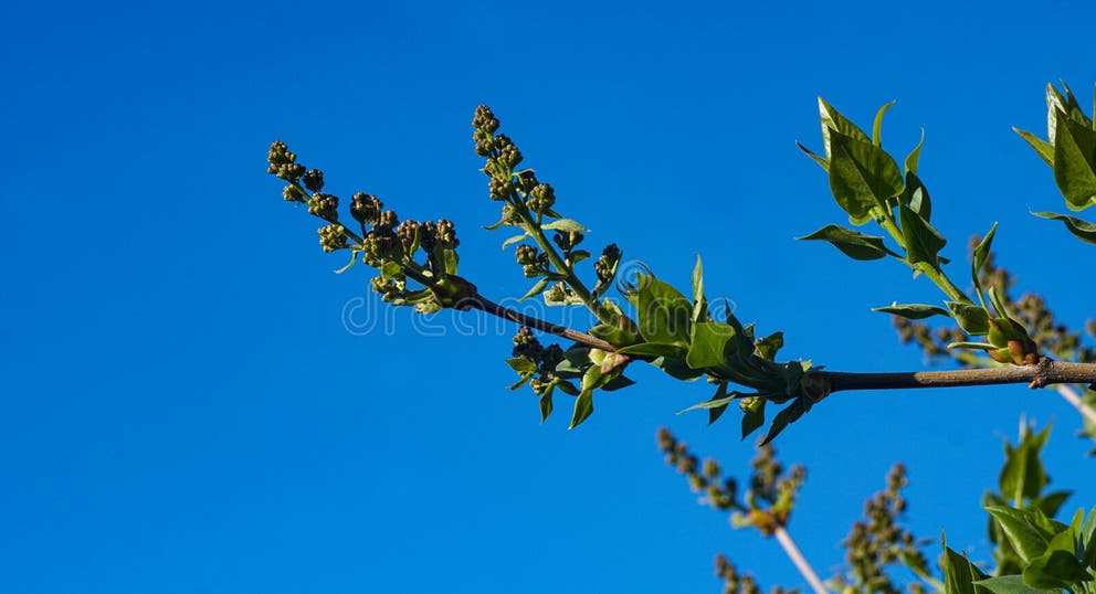 Buds of the siren tree stock photo. Image of lilac, gardening - 274550674