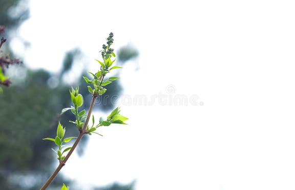 Buds of the siren tree stock image. Image of bright - 274550799