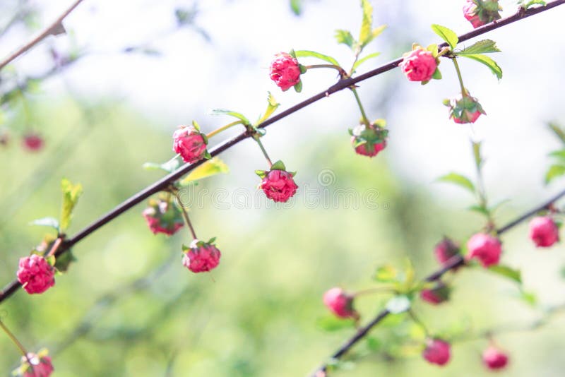 Buds of pink small flowers stock photo. Image of dandelions - 91301436