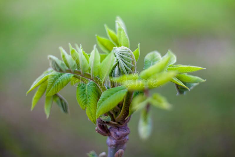 Buds in the Spring/Bud of the Walnut/walnut Stock Image - Image of ...