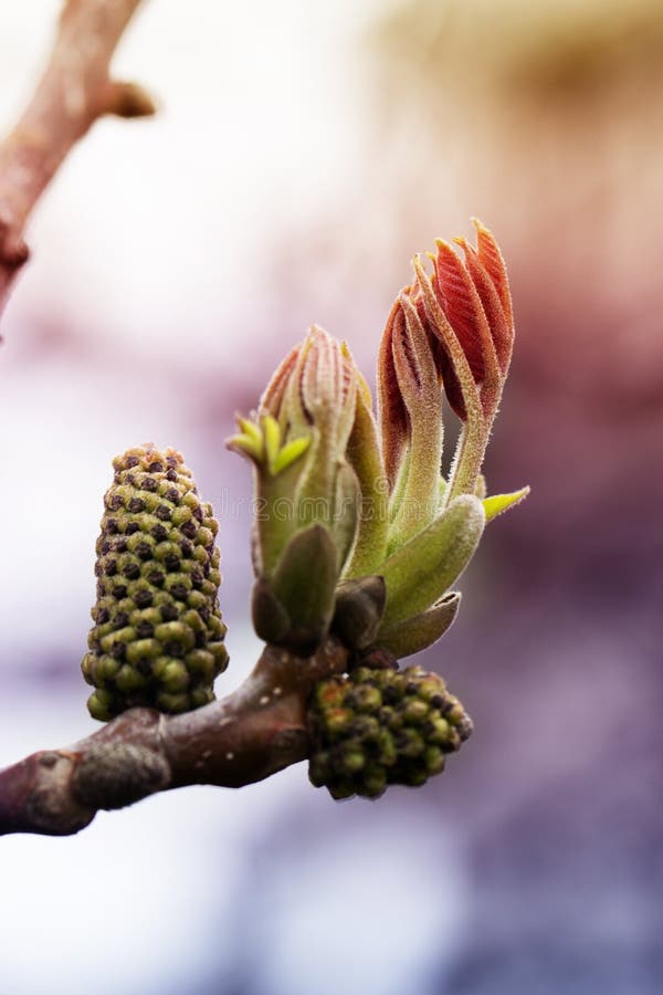 Buds in the Spring/Bud of the Walnut/walnut. Stock Photo - Image of ...