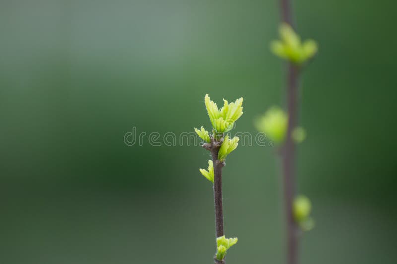 Buds in spring closeup stock image. Image of nature, spring - 43172289