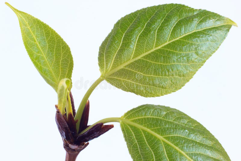 Buds and Spring Leafs on the Twig Poplar. Stock Photo - Image of green ...