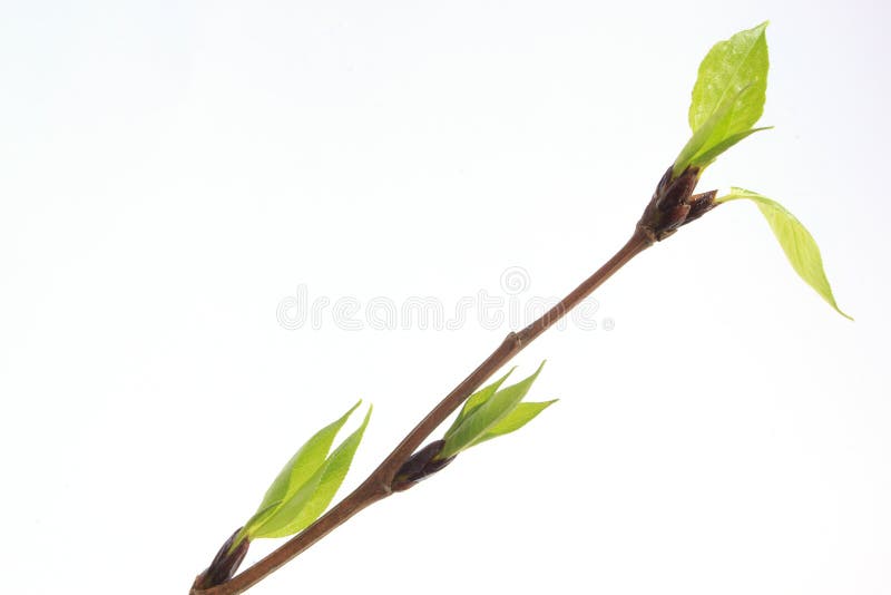 The Buds and Spring Leafs on the Twig Poplar. Stock Photo - Image of ...