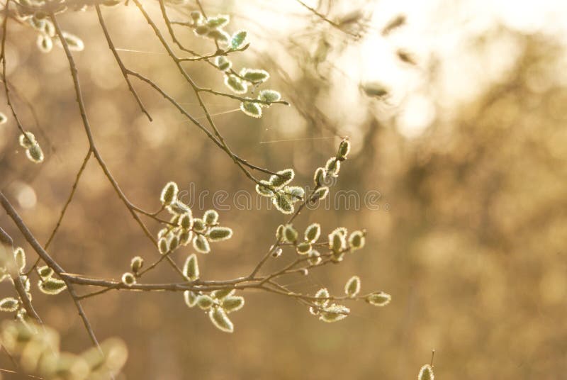 The buds in the spring stock photo. Image of freshness - 88287248