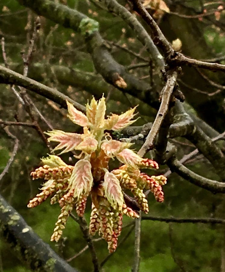 Buds of Spring stock photo. Image of spring, grow, tree - 95866816