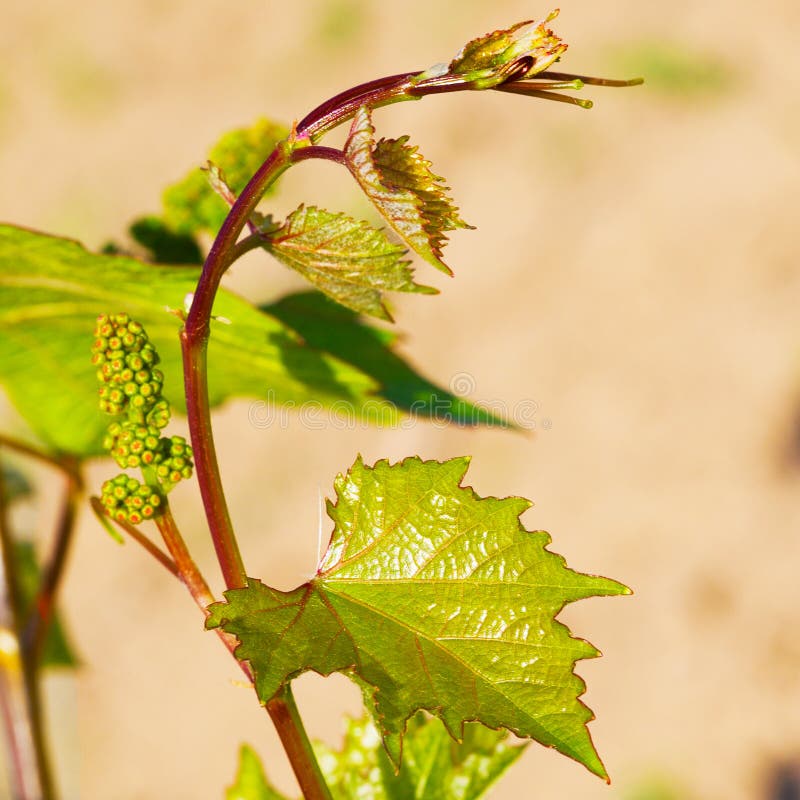 Spring Buds Sprouting On A Grape Vine Stock Photo - Image of growth ...