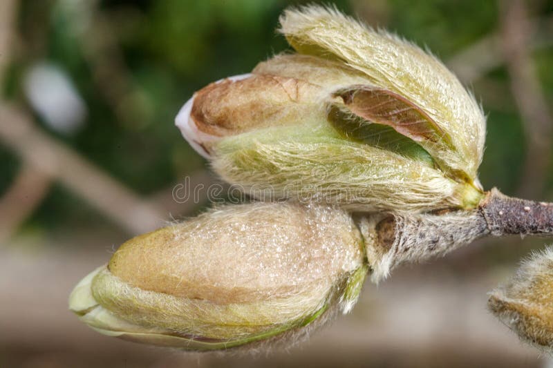 Buds of Star magnolia stock image. Image of grass, blossom - 365410507