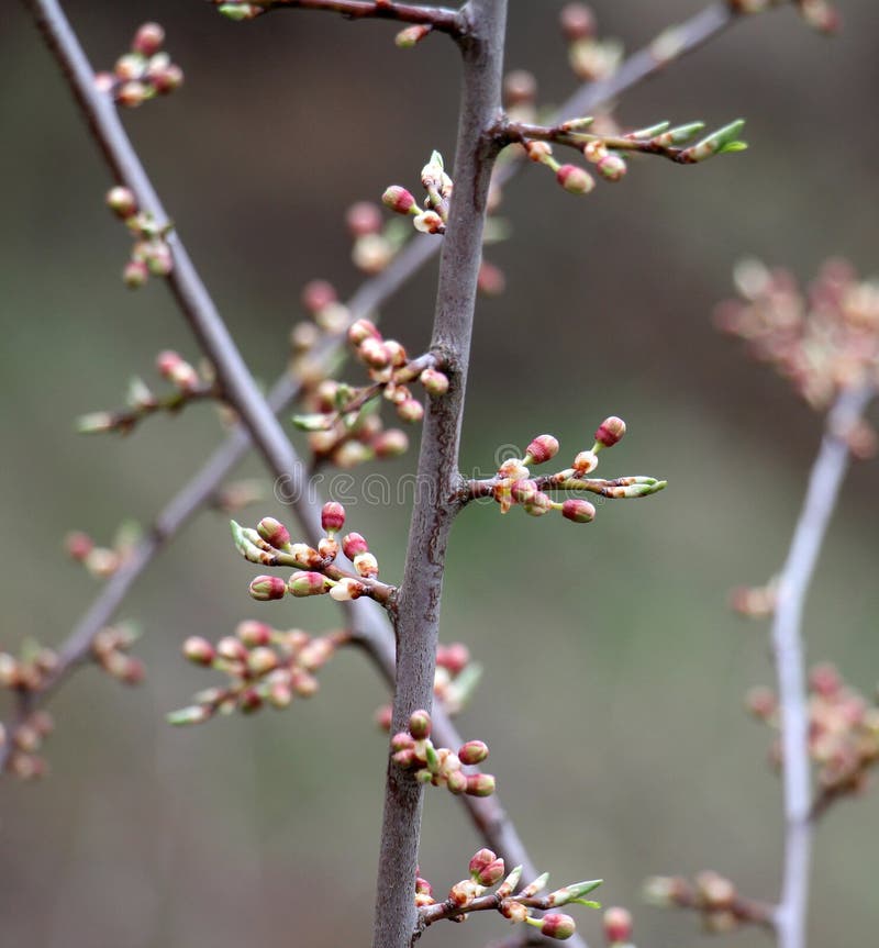 Buds Swelled on the Tree in Spring Stock Photo - Image of twig, pink ...