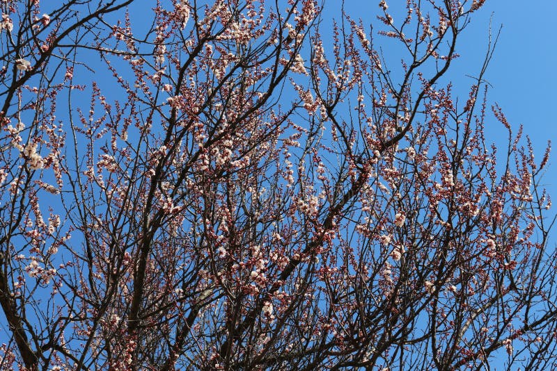 The Buds are Swollen on the Fruit Tree in the Spring Stock Image ...