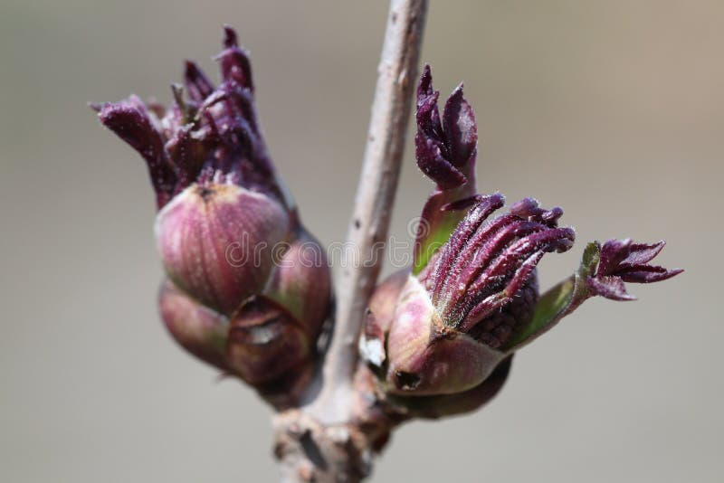 On the Branch of the Tree, Buds Began To Bloom, Leaves Began To Grow ...