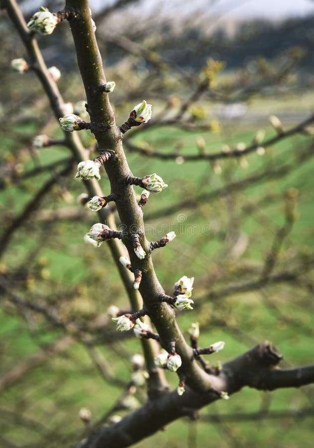 Buds on a tree branch stock image. Image of macro, nature - 114680207