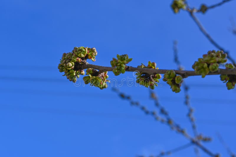 Buds of Tree Branches on a Blue Sky. the First Spring Buds on a Branch ...