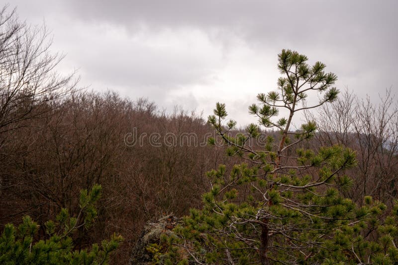 Buds on Tree Branches in Spring Forest with Still Fallen Leaves from ...
