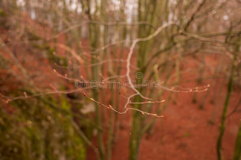 Buds on Tree Branches in Spring Forest with Still Fallen Leaves from ...