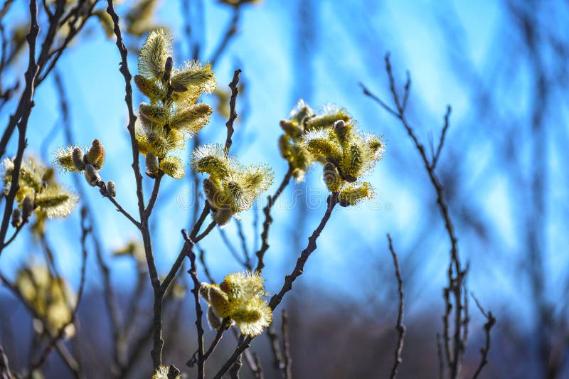 Buds on tree branches stock photo. Image of plant, branch - 271827378