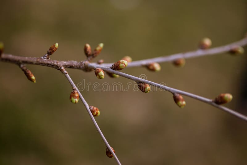 Buds of Tree Plants on a Branch in Spring Stock Image - Image of macro ...