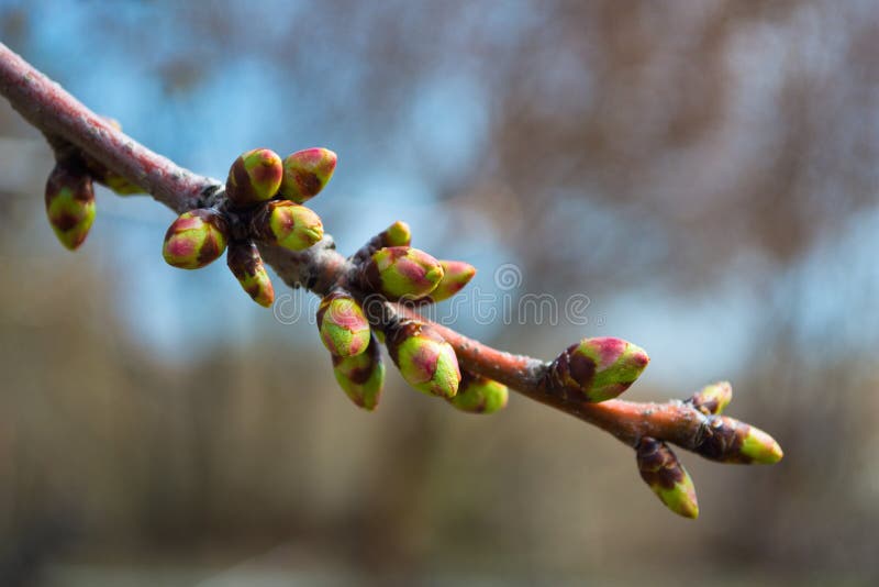 Buds stock photo. Image of buds, leaves, focus, green - 92404954