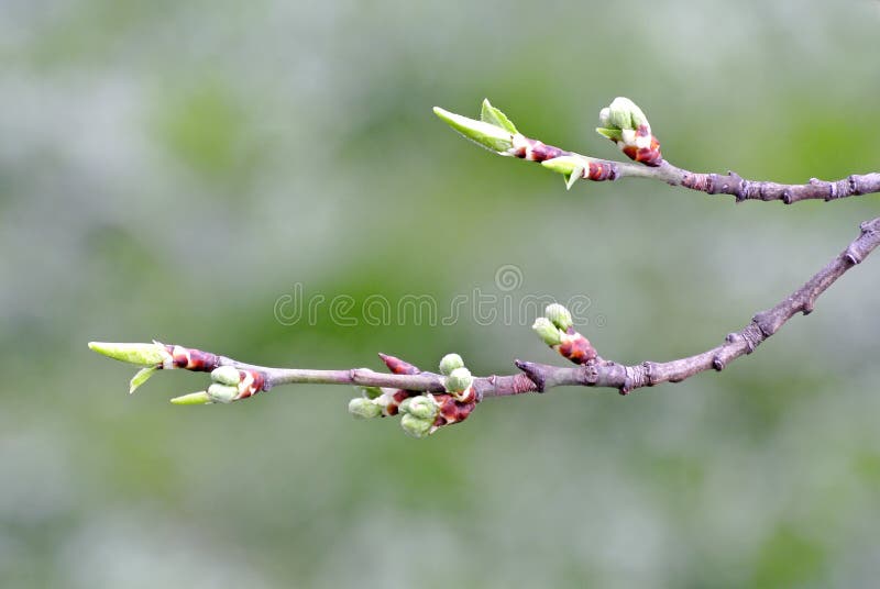 Hazel stock photo. Image of glosses, branch, flower, botanical - 2311952