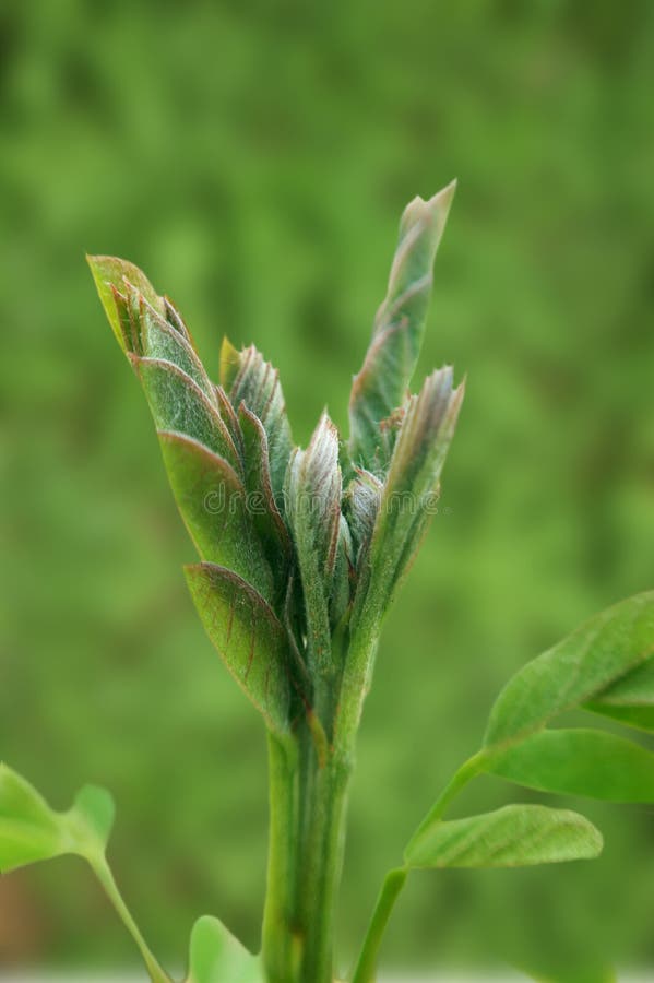 Buds of trees stock image. Image of seasonal, leaves - 19483081