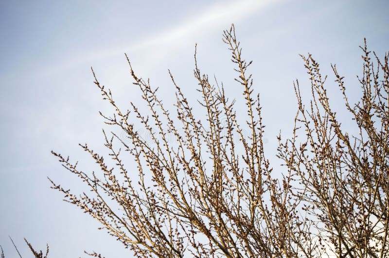 The Buds of Trees, Budding Trees, the Arrival of Spring and the ...