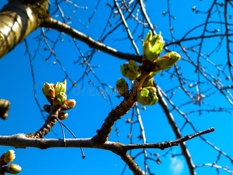 Buds on Trees and Green Leaves Stock Image - Image of weather, spring ...