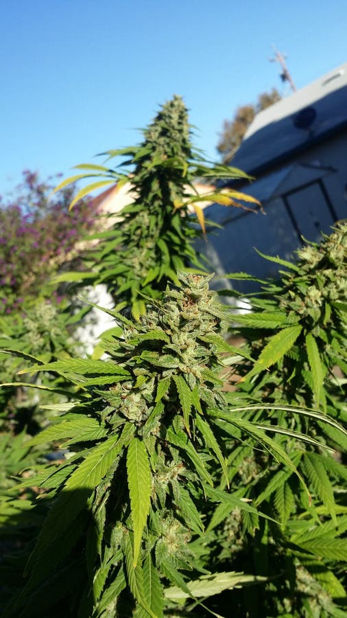 Buds trees stock image. Image of kush, loud, buds, weed - 161973013