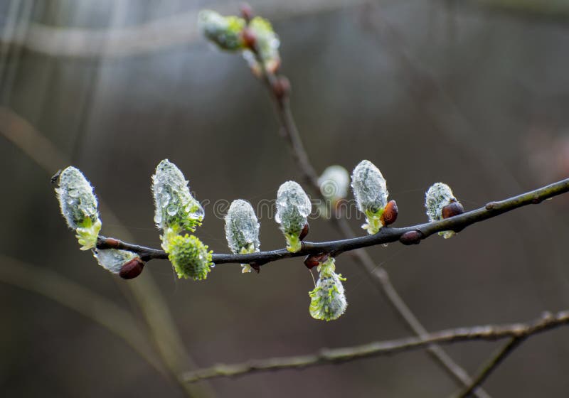 Buds of Trees. the Spring of the Trees Revives Stock Image - Image of ...