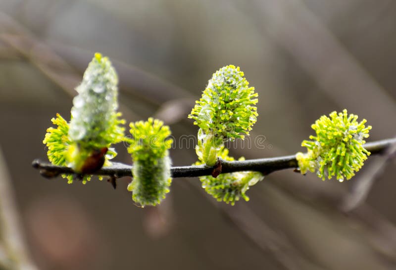 Buds of Trees. the Spring of the Trees Revives Stock Photo - Image of ...
