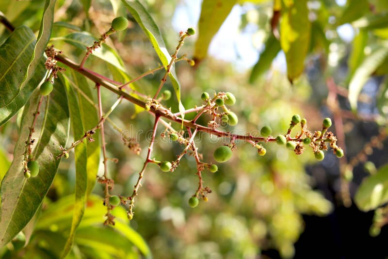 Small Mangoes Ripening on a Tree in the Southern Caribbean Stock Image ...