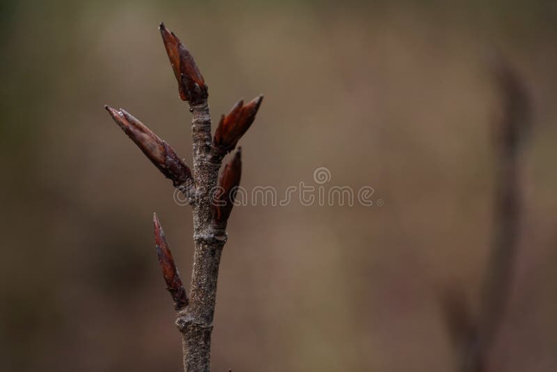 Buds on a twig. stock photo. Image of space, garden - 140953566