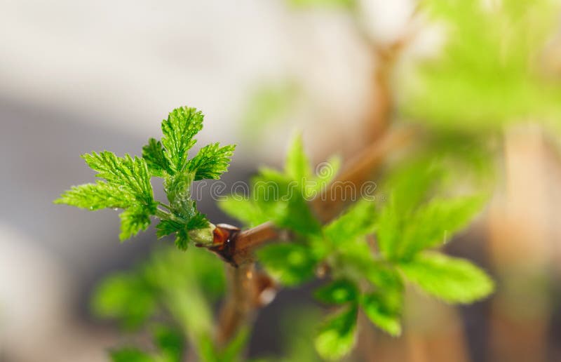 Buds of Unblown Raspberry Bush in Early Spring Stock Image - Image of ...