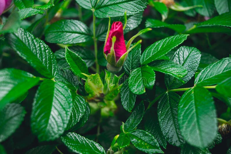 Wild Rose Buds stock photo. Image of macro, june, maine - 95525848