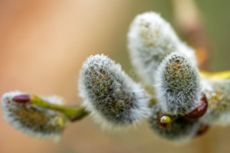 Buds of a Willow in the Spring Stock Photo - Image of yellow, closeup ...