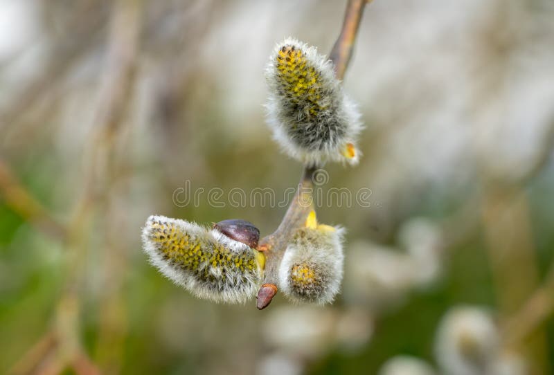 Buds of a Willow in the Spring Stock Photo - Image of flower, closeup ...