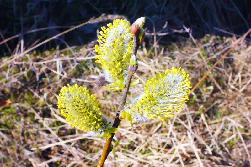 Buds of Willow Tree Blossoming in Spring Stock Image - Image of natural ...