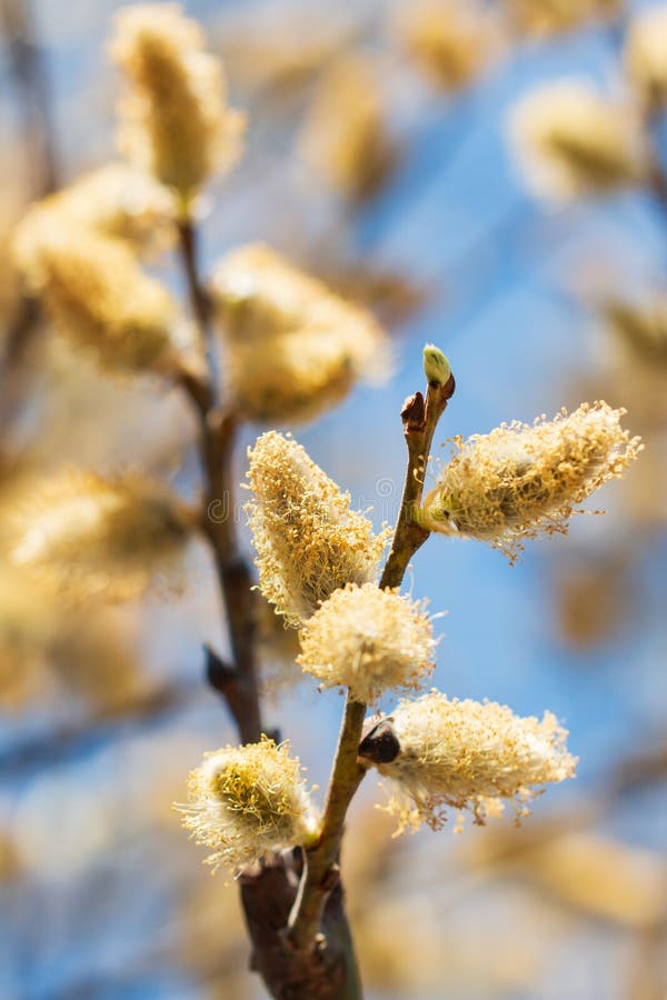 Buds on a willow tree stock image. Image of willow, kidney - 205748147