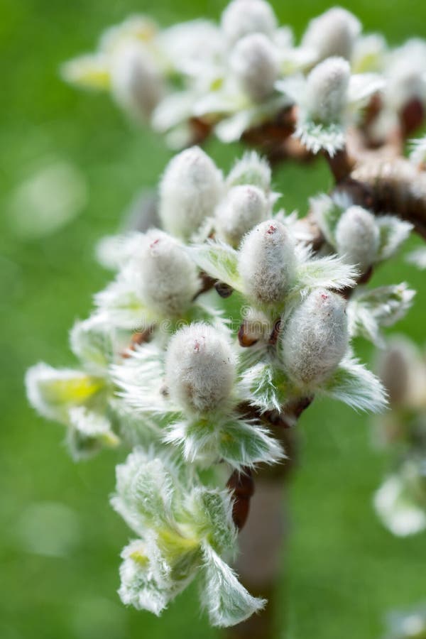 Buds on the willow tree stock image. Image of willow - 88094215