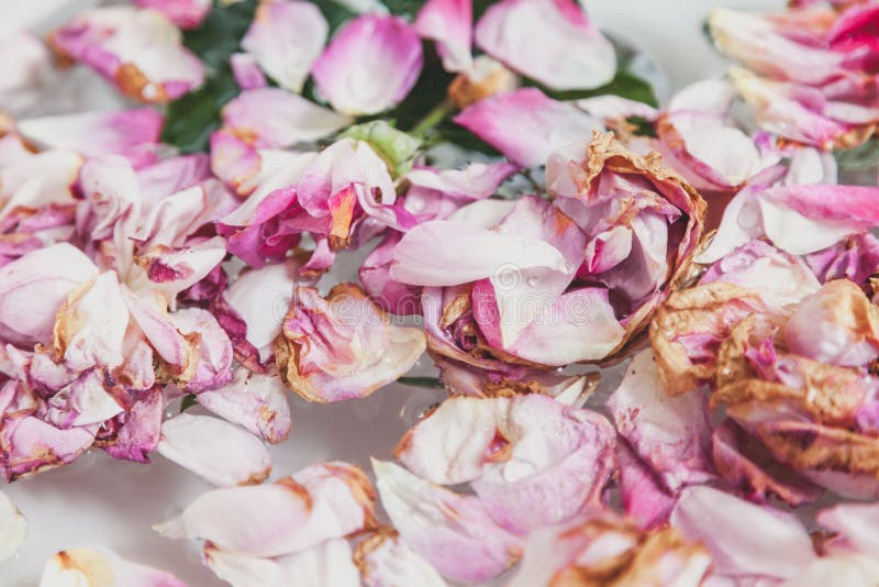 Buds of Withered Roses on White Background Stock Photo - Image of ...