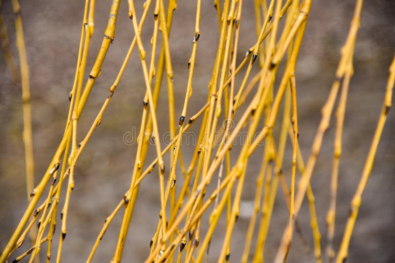 Buds on the Yellow Branches of a Willow Tree in Spring Stock Image ...