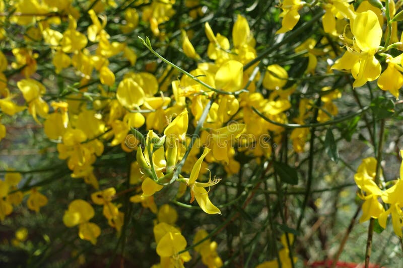 Buds and Yellow Flowers of Spartium Junceum in June Stock Photo - Image ...